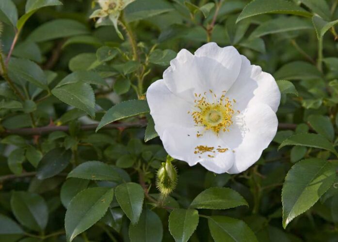 12 Herbs for the Colonial Garden - Mother Earth Living